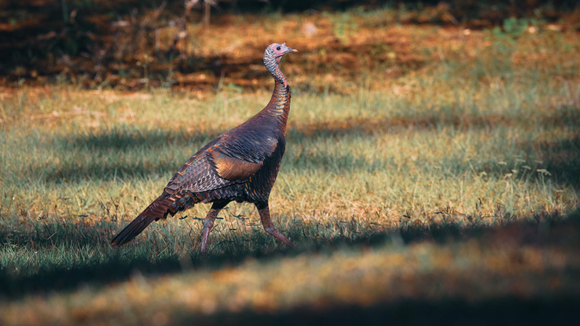 The Best Hunting in FL - Guide to the State's Top Spots